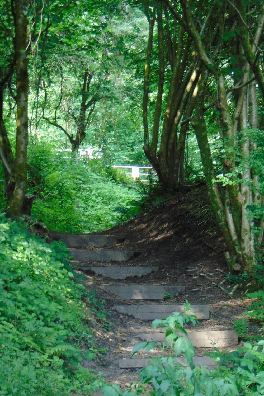 Best Forests in Wales to Visit with Kids - Wales With Kids