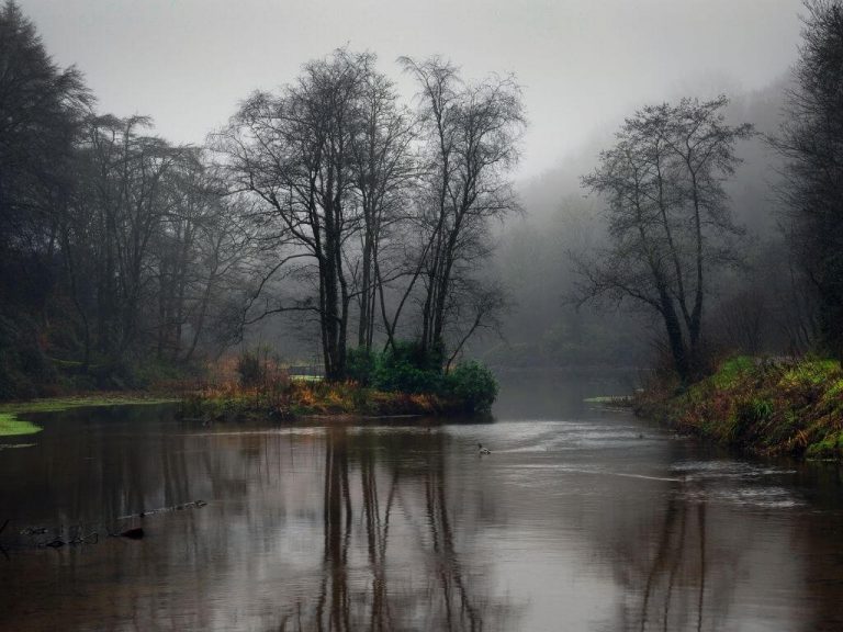 Best Forests in Wales to Visit with Kids - Wales With Kids