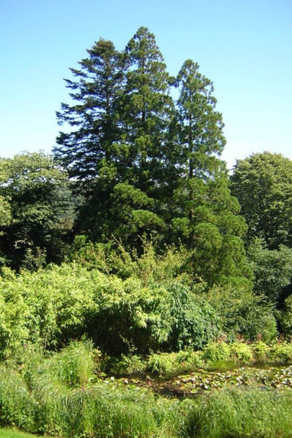 Best Forests in Wales to Visit with Kids - Wales With Kids